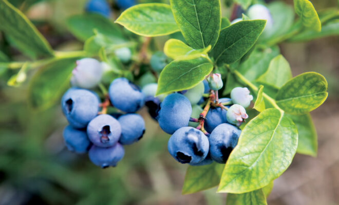 North Carolina Blueberry Festival - North Carolina Field and Family