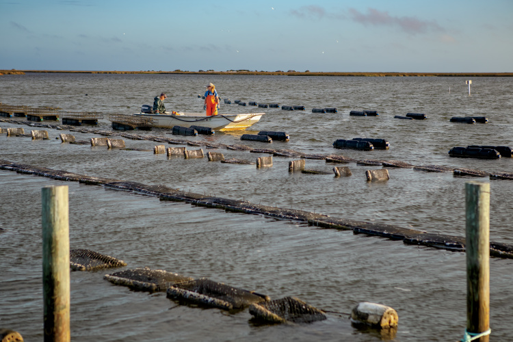 North Carolina Oysters Are Local, Sustainable