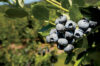 Farm Facts: Blueberries - North Carolina Field and Family