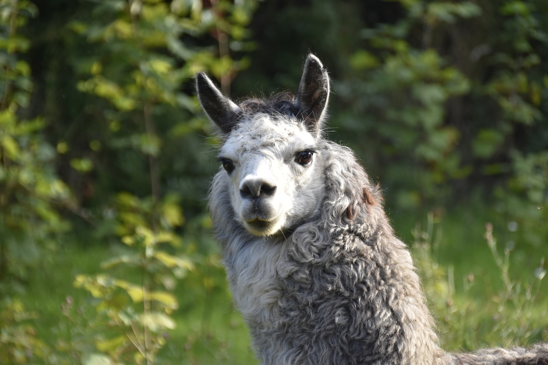 5 North Carolina Alpaca Farms - North Carolina Field and Family