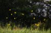 Where to See Blue Ghost Fireflies in North Carolina This Summer - North ...